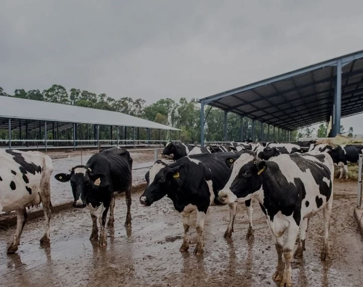 Boma Boerdery – Intergrated Livestock and poultry Farm
