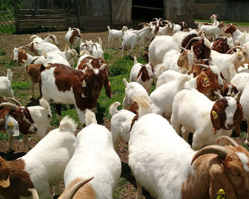 Boer Goats, Kalahari Red Goats & Dorper Sheep for Sale in South Africa ...